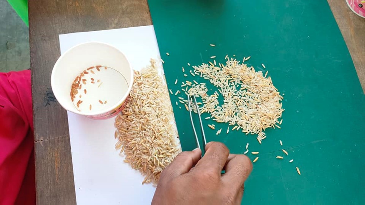 Rice quality check for farmers in 2023 – Organic rice, good quality ...